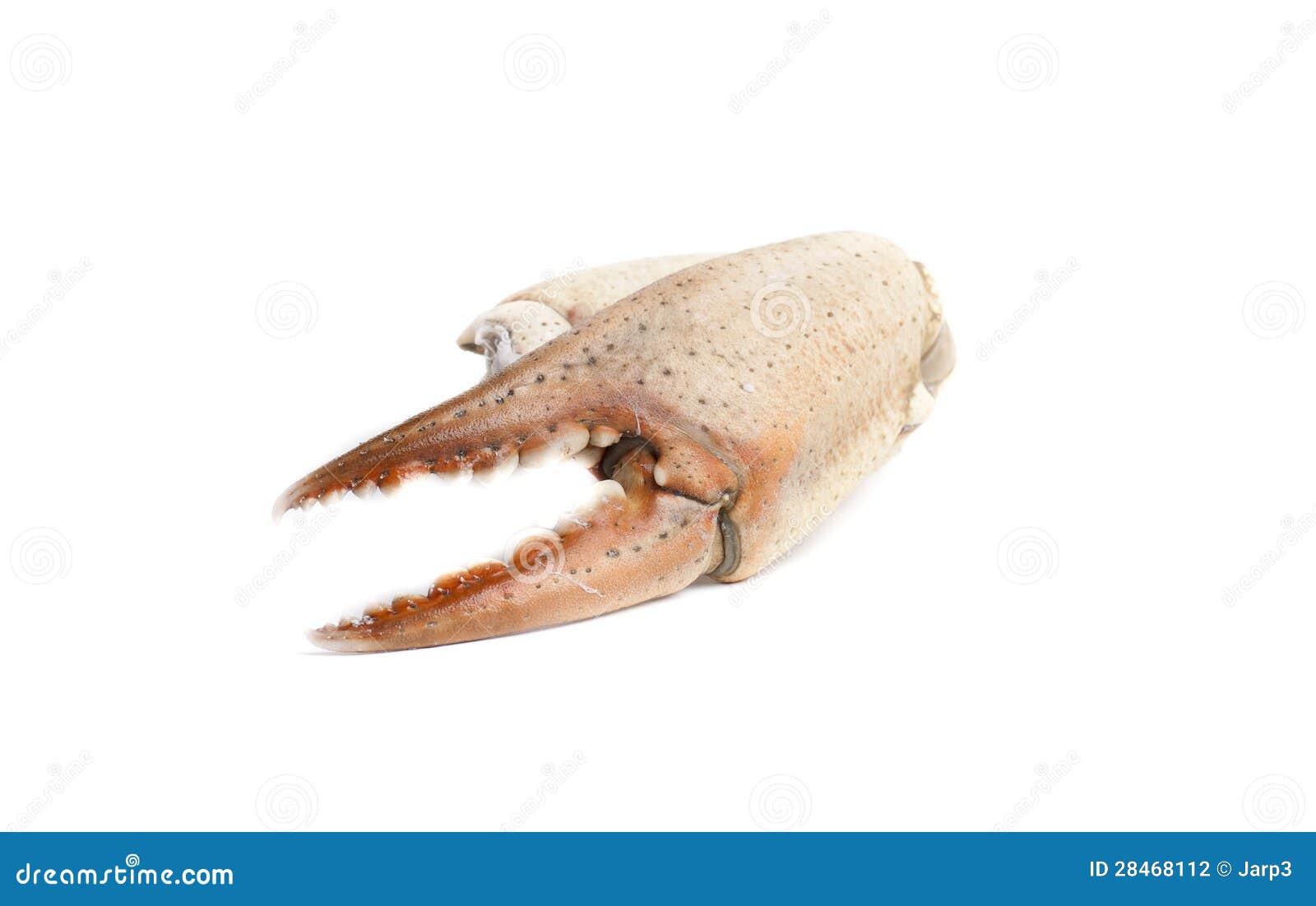 Lobster mouth stock photo. Image of crustacean, shellfish - 28468112