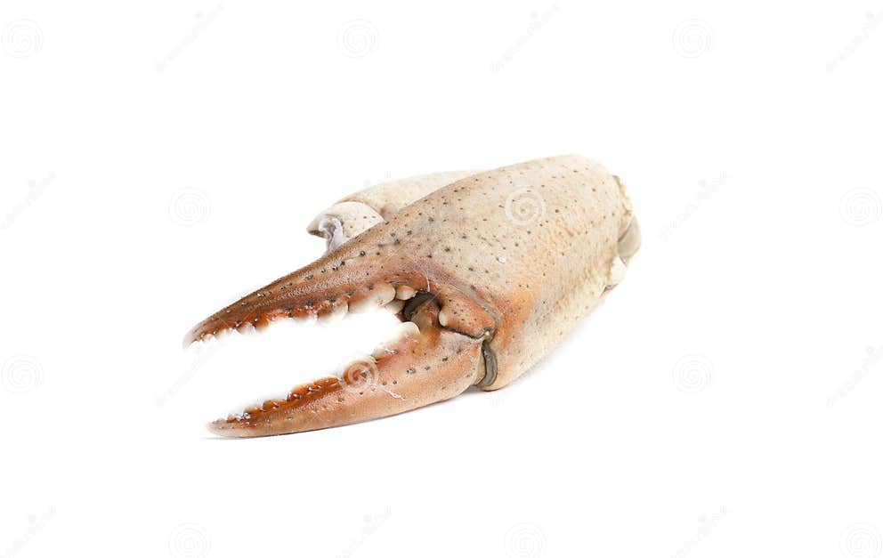 Lobster mouth stock photo. Image of crustacean, shellfish - 28468112
