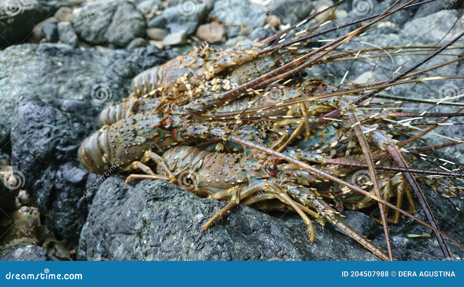 Lobster Pasir, Panulirus Sp Stock Photo - Image of cuisine ...