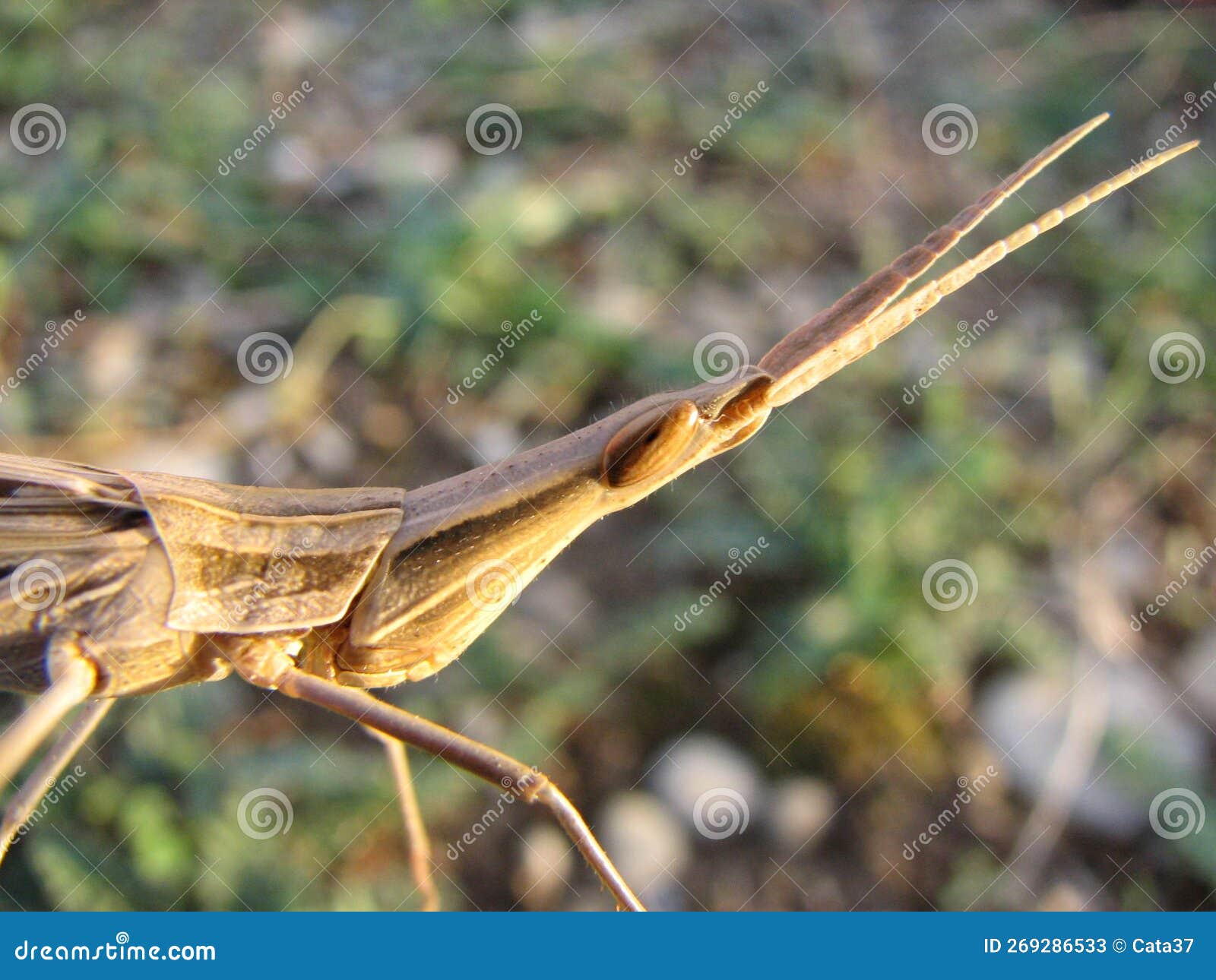Lobster portrait stock image. Image of wing, insect - 269286533