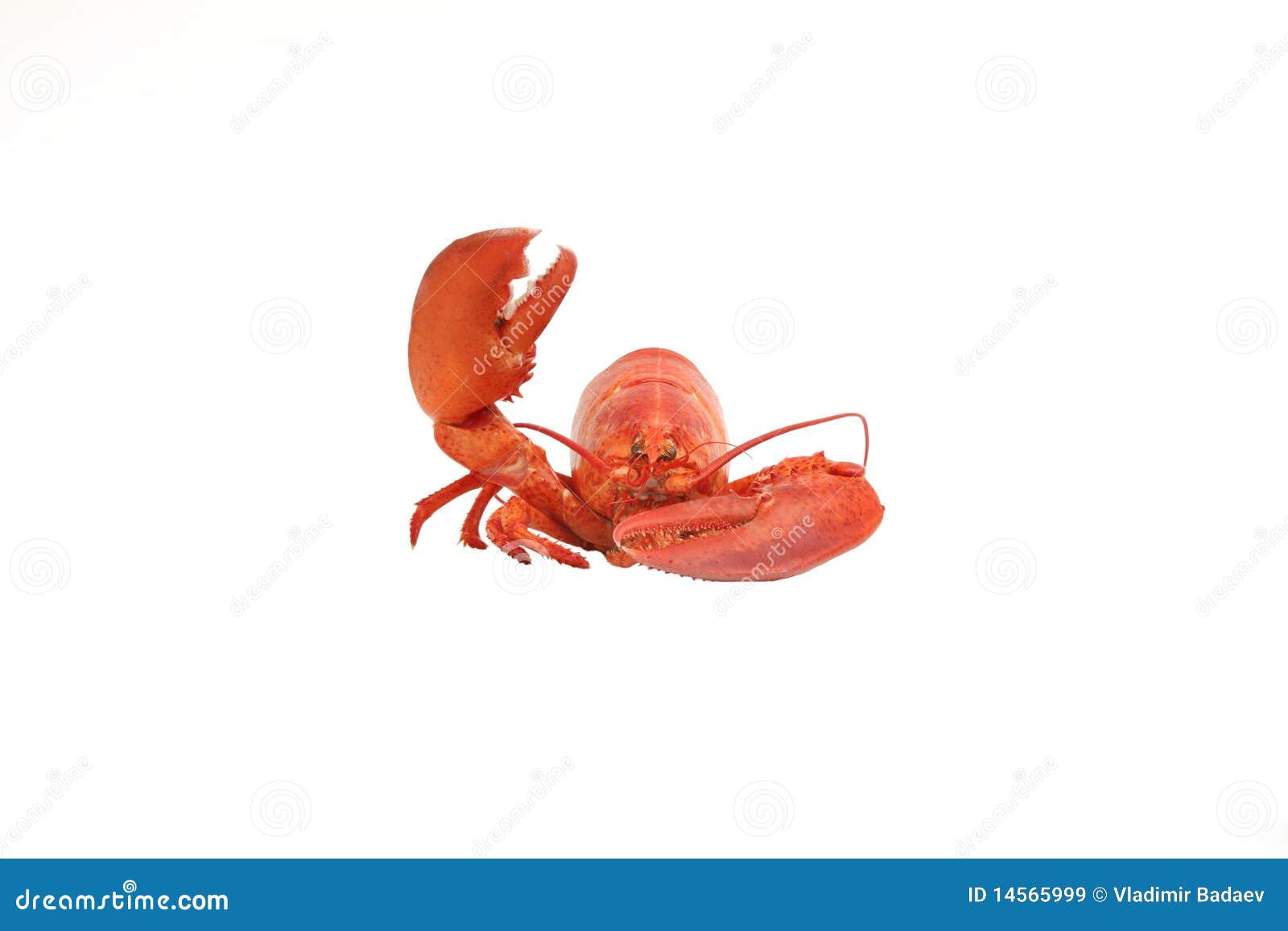 Lobster say hello stock image. Image of cook, crayfish - 14565999