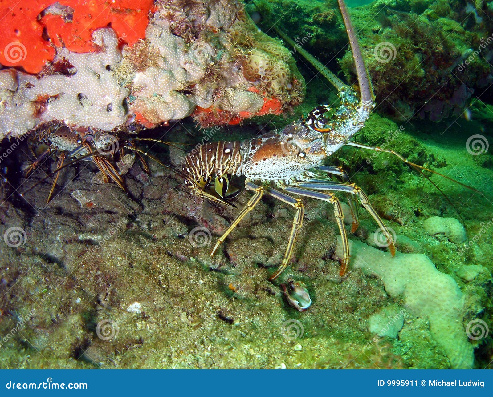 Lobster Season stock image. Image of ocean, marine, close - 9995911