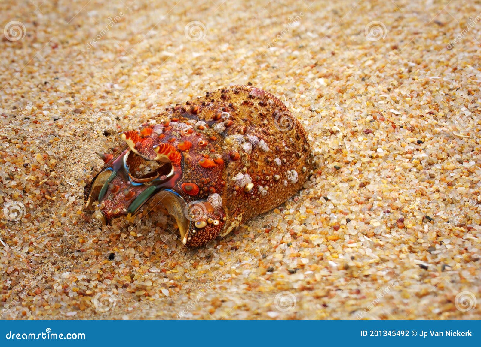 Colourful Lobster Shell on Grainy Beach Stock Photo - Image of lobster ...