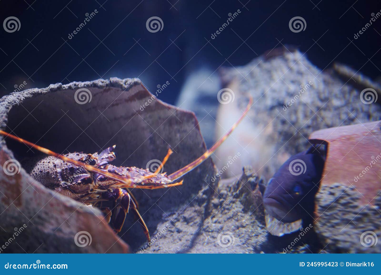 Lobster in shell with fish stock image. Image of spiny - 245995423