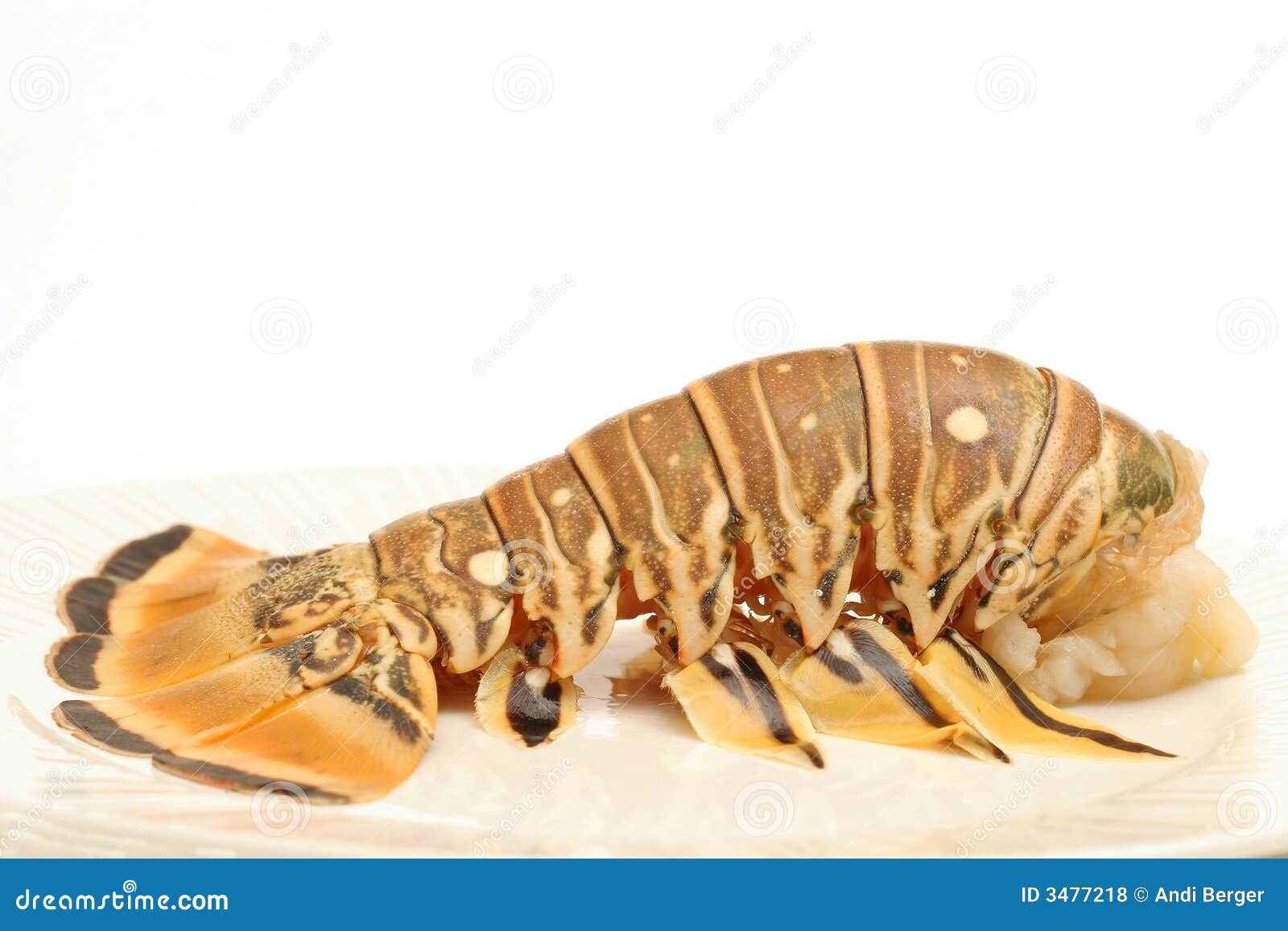 Lobster side profile stock photo. Image of ethnic, expensive - 3477218