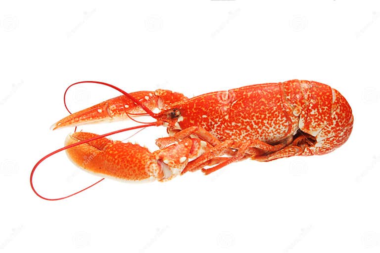 Lobster side view stock image. Image of isolated, view - 7632903