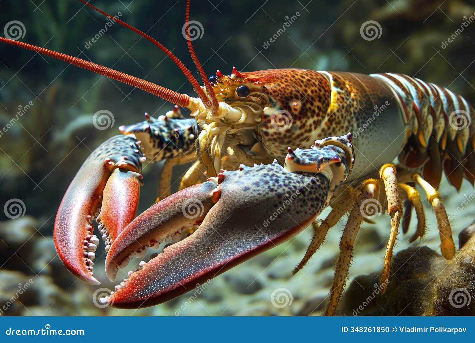 A Lobster Swims in an Aquarium with Its Mouth Open Stock Photo - Image ...