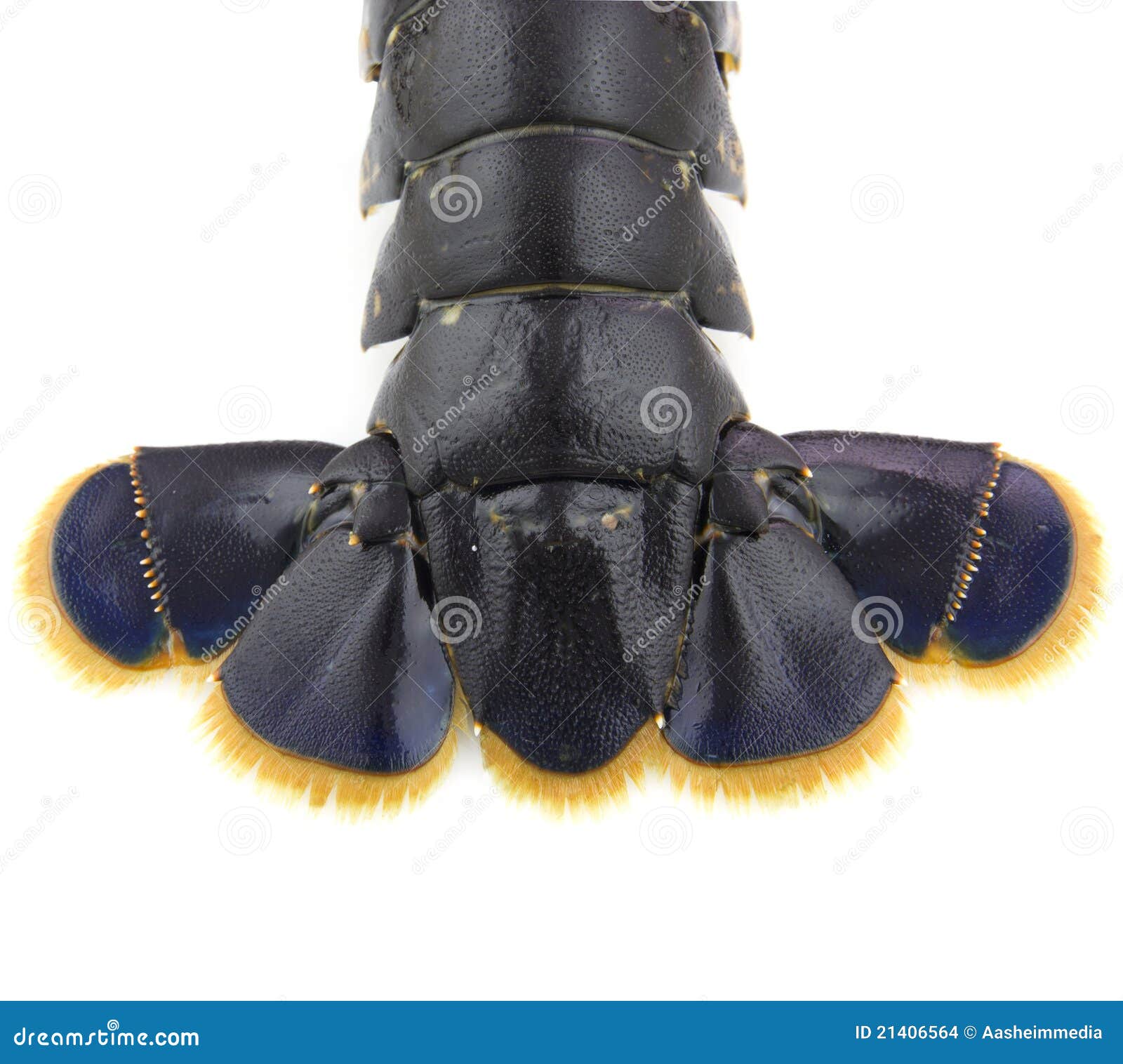 Lobster tail stock photo. Image of tail, crustacean, claw - 21406564