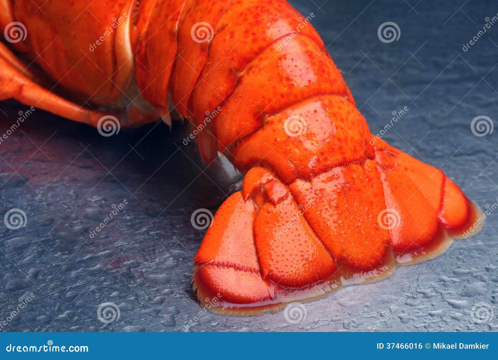 Lobster tail stock photo. Image of water, crustacean - 37466016