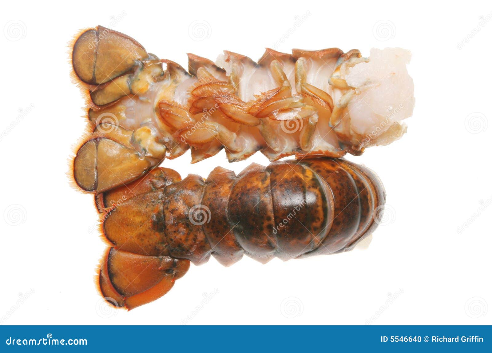 Lobster tails stock photo. Image of tail, crustacean, seafood - 5546640