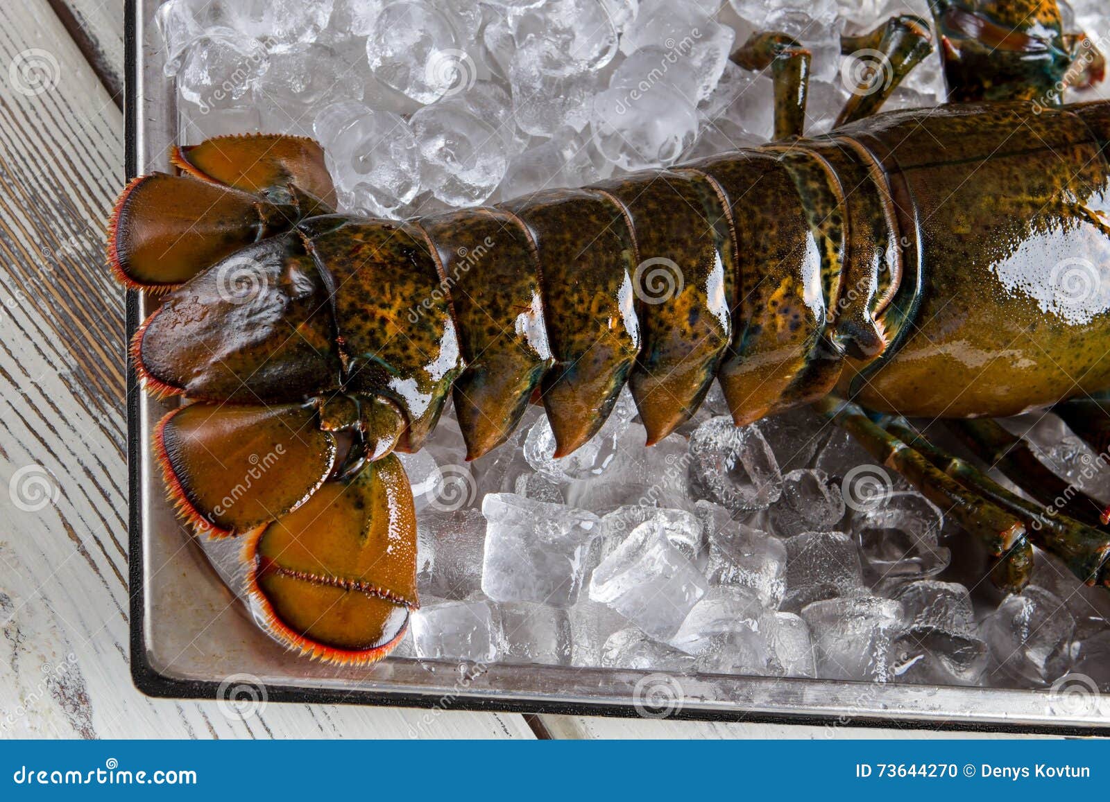 Lobster on tray with ice. stock photo. Image of food - 73644270
