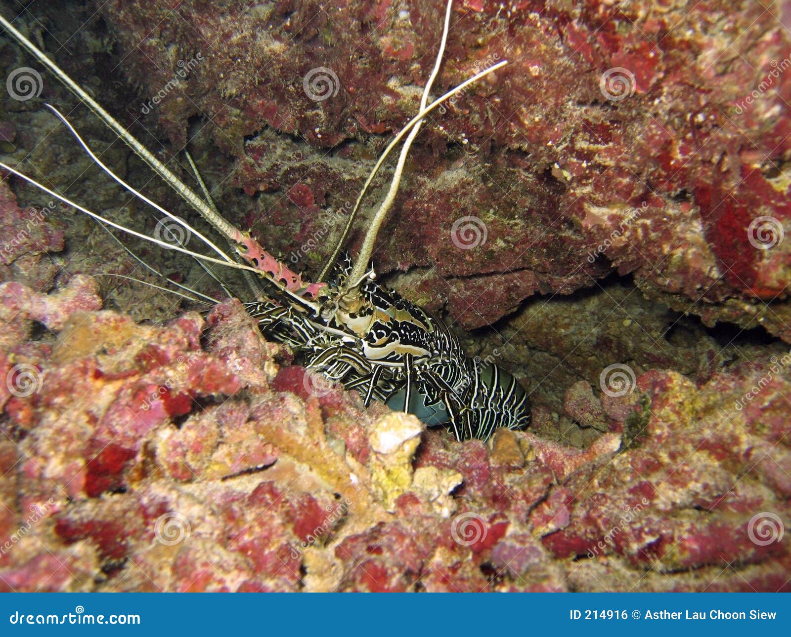 Lobster underwater stock photo. Image of nephropidae, details - 214916
