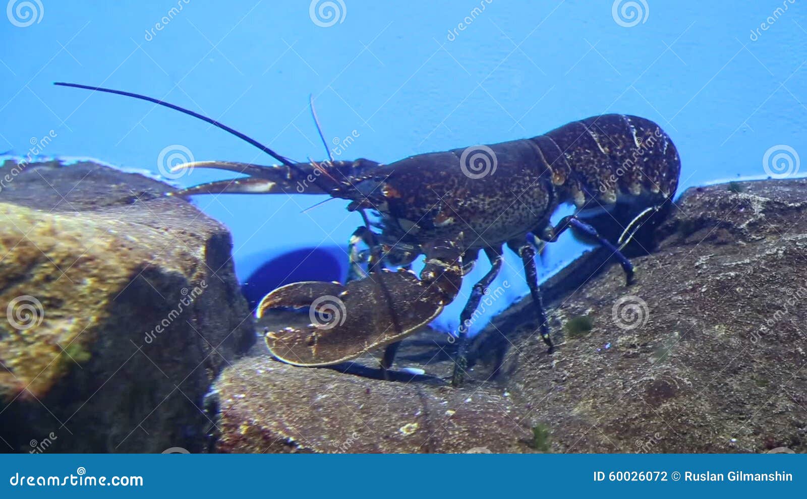Lobsters Underwater