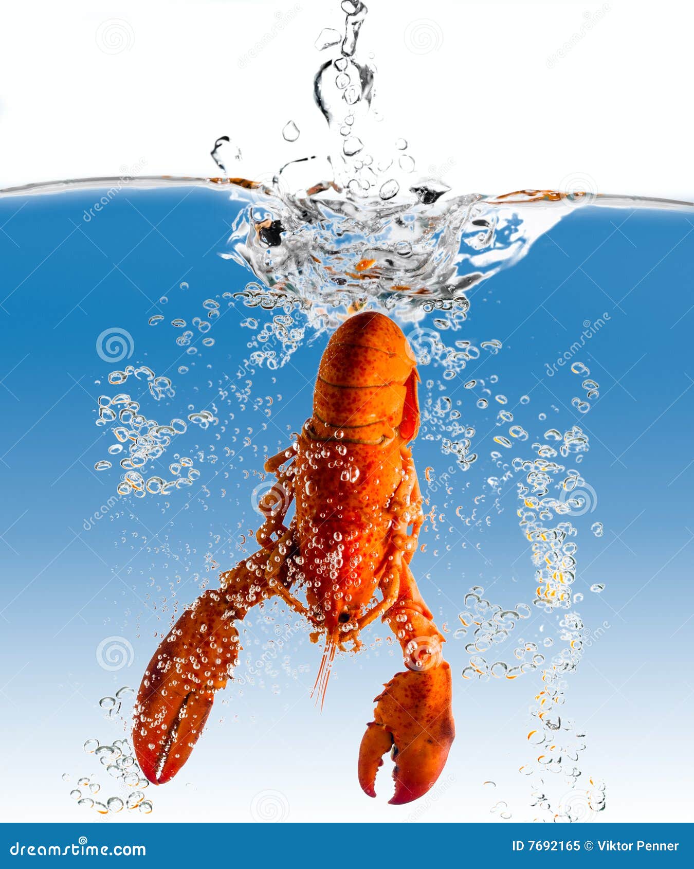 The lobster in water stock image. Image of motion, lobster - 7692165