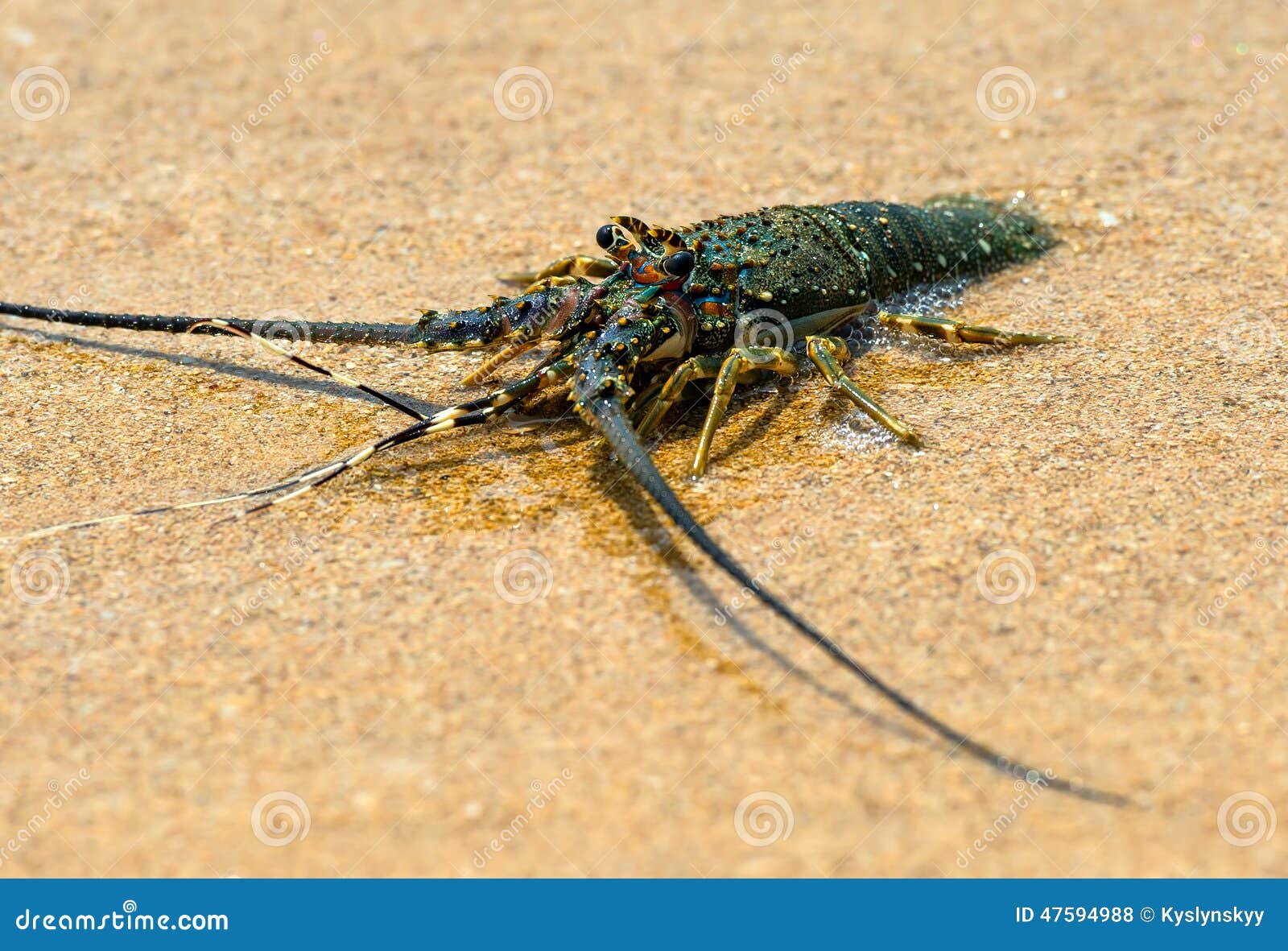 Lobster stock photo. Image of reptiles, indian, crustaceans - 47594988
