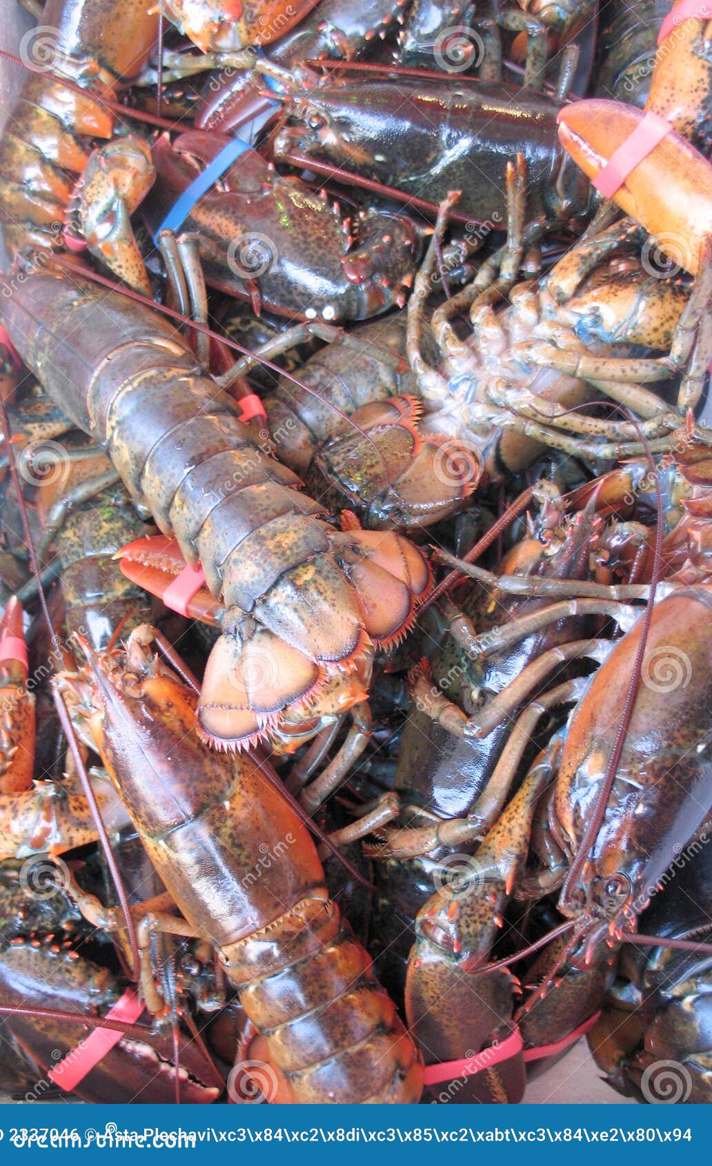 Lobsters stock photo. Image of crab, background, texture - 2337046