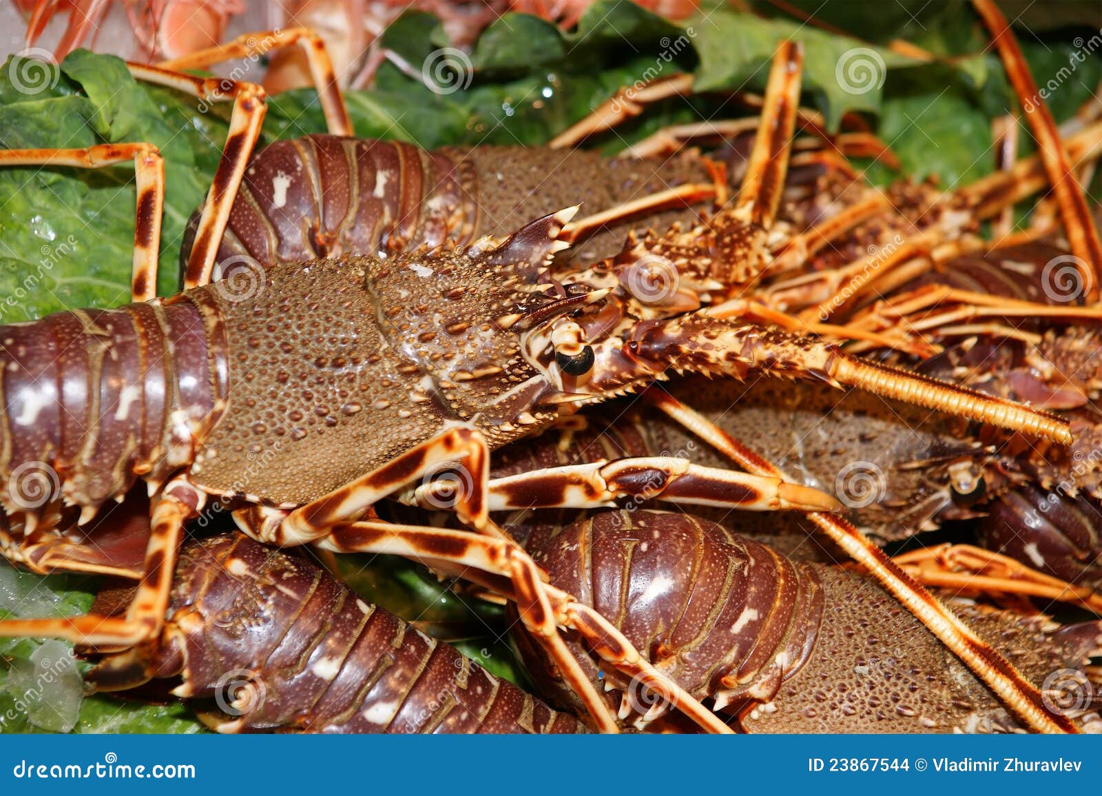 Lobsters stock photo. Image of fish, delicacy, caught - 23867544