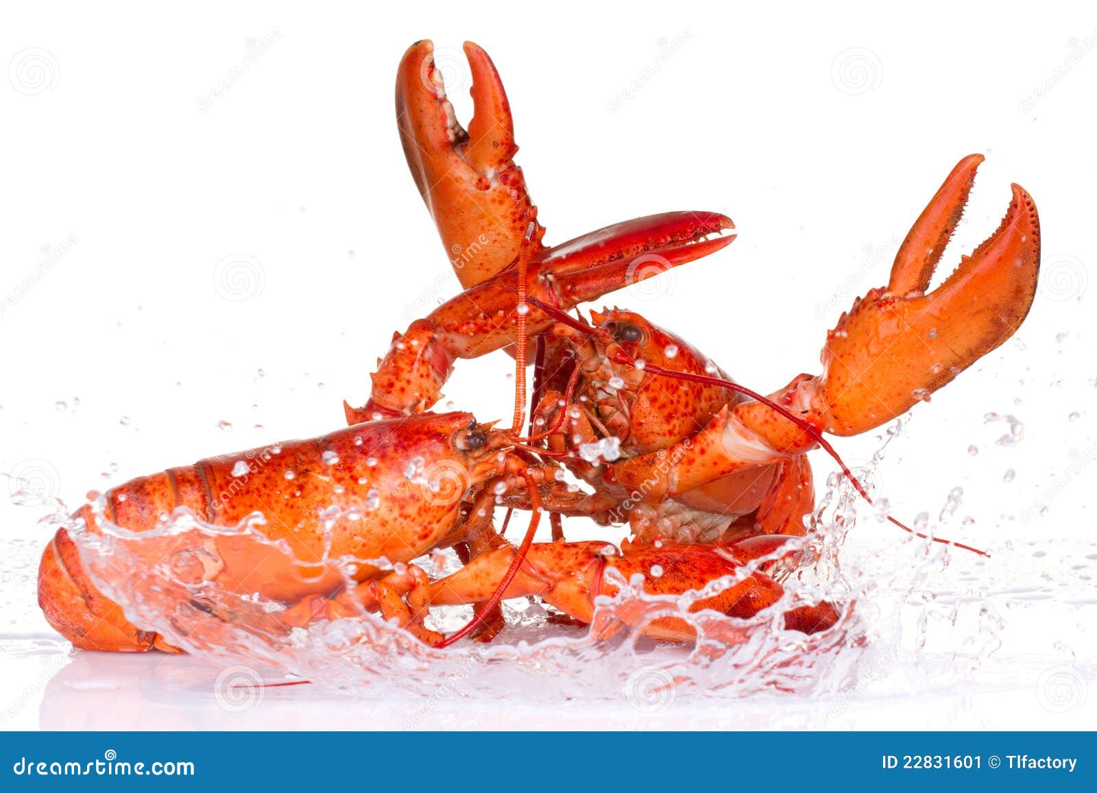 Lobsters fighting stock image. Image of splash, fight - 22831601