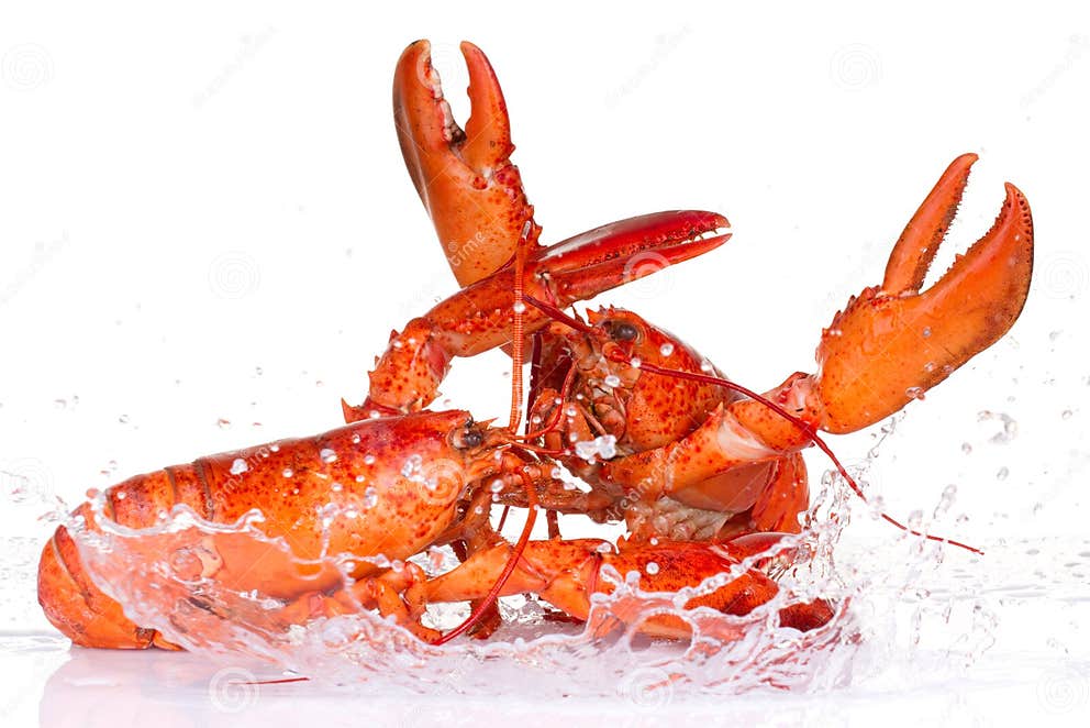 Lobsters fighting stock image. Image of splash, fight - 22831601