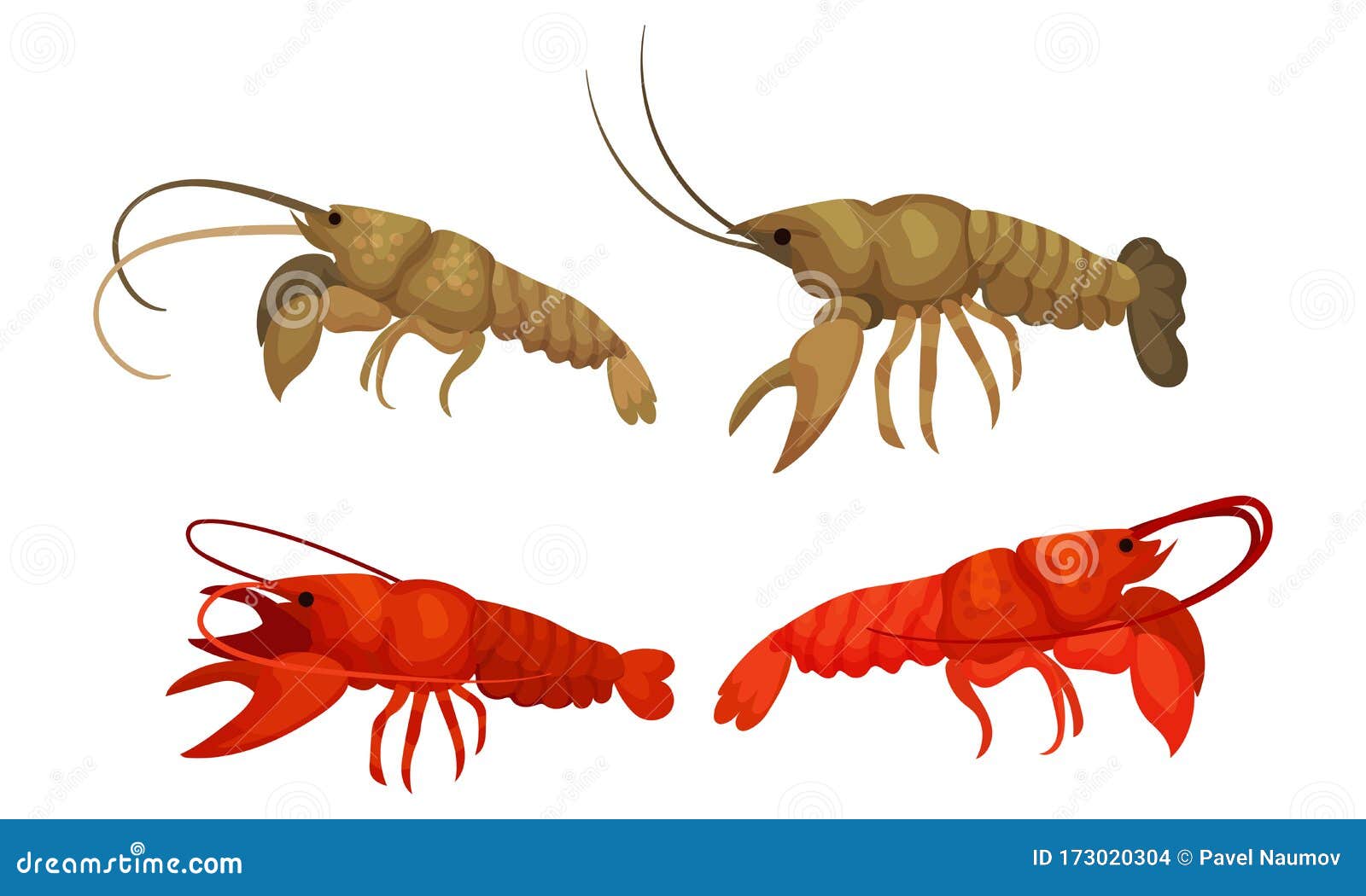 Lobsters with Thick Shell and Strong Chelate Limbs Vector Set Stock ...