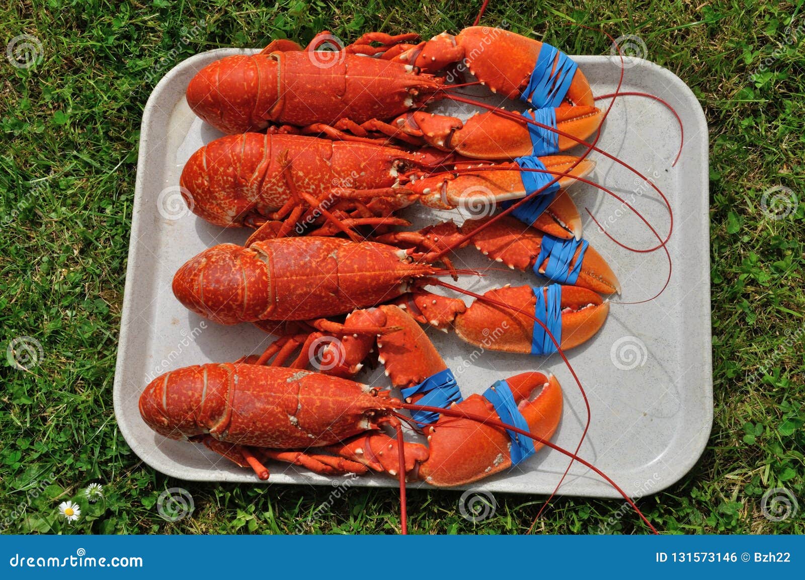 Lobsters on a tray stock photo. Image of lobster, breton - 131573146