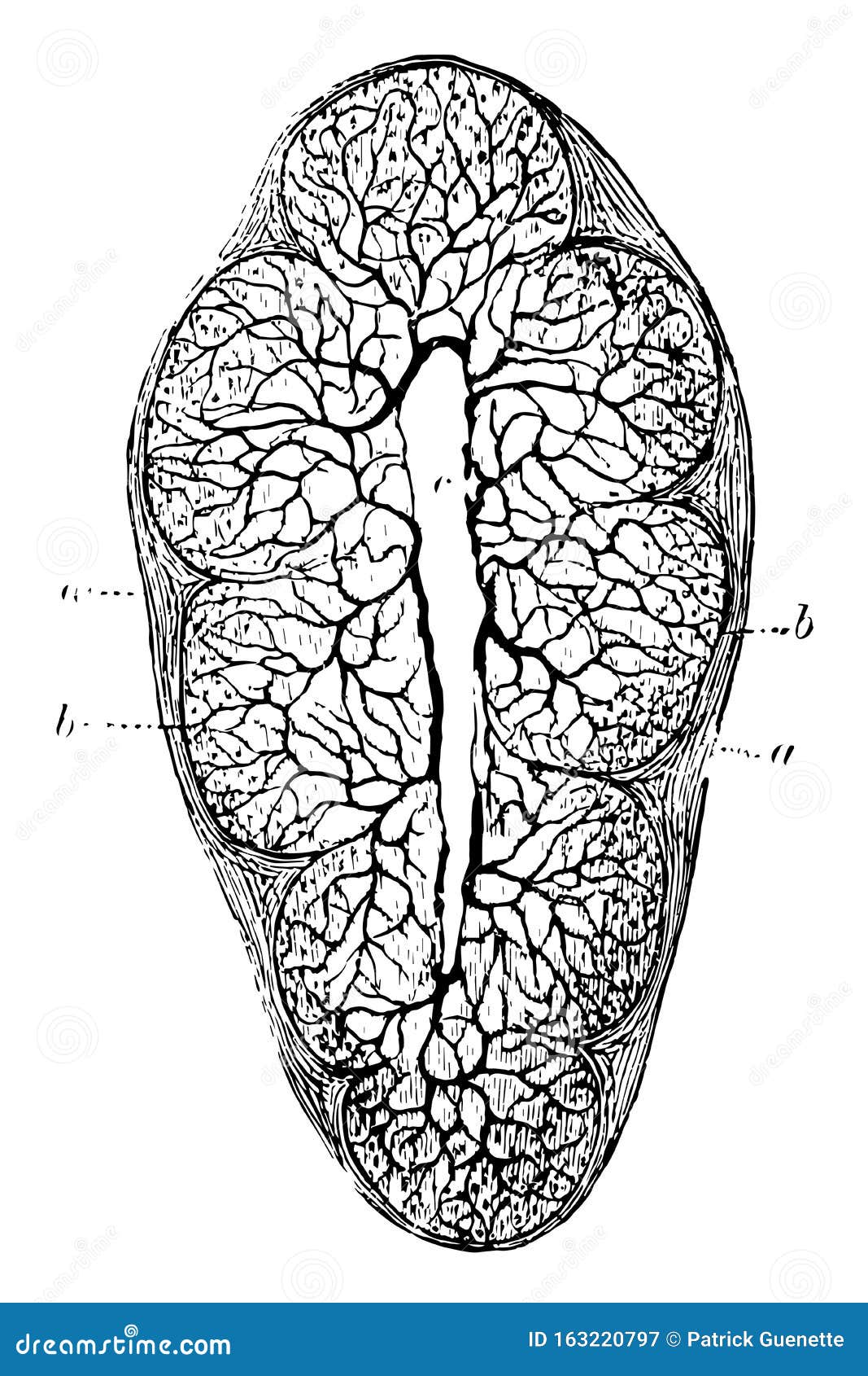 Thymus Gland Of Endocrine System Medical Science Vector Illustration