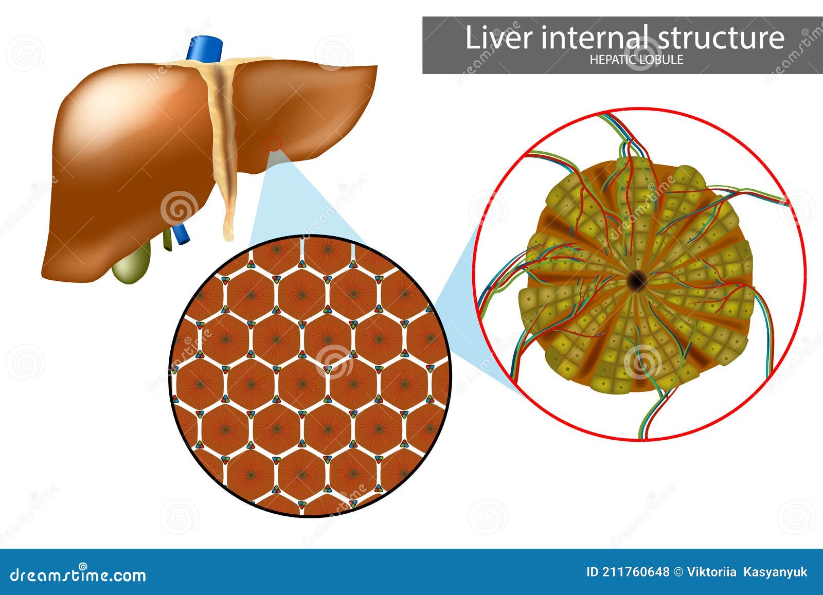 Lobules of Liver, or Hepatic Lobules. Liver Structure Stock Vector ...