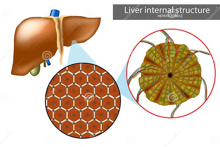 Lobules of Liver, or Hepatic Lobules. Liver Structure Stock Vector ...