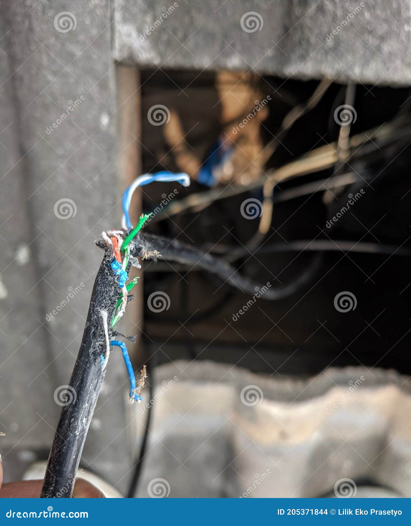 Local Area Network Cable Was Bitten by a Mouse Stock Photo - Image of ...