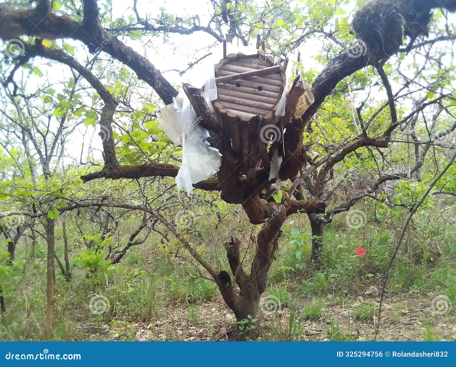 Local bee hive stock photo. Image of shrub, plant, garden - 325294756
