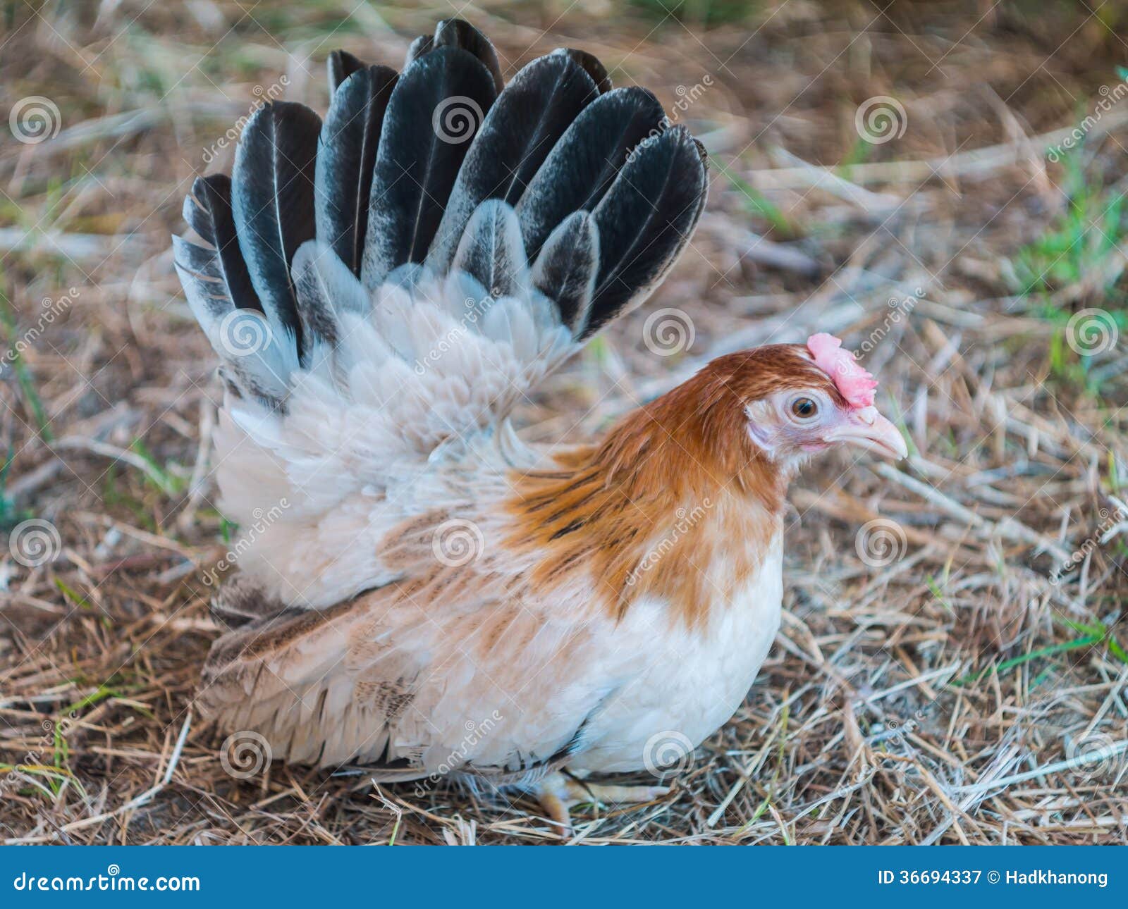 Local Breed Bantam in Thailand Stock Image - Image of countryside ...