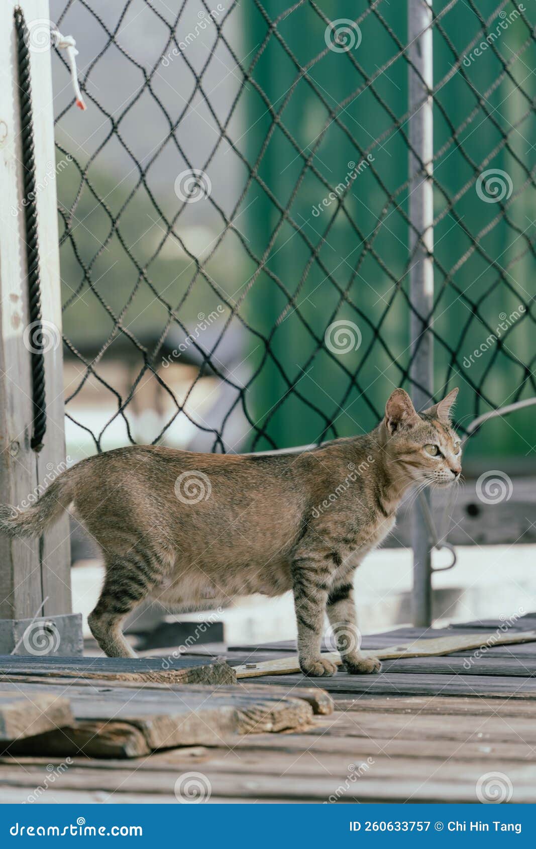 Cat stock image. Image of browncat, hongkongcat, local - 260633757