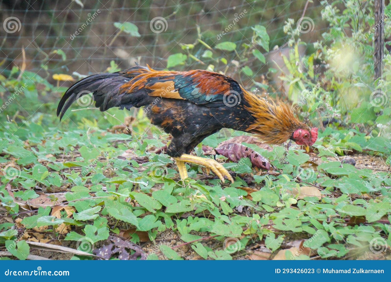 316 Local Chicken Breed Stock Photos - Free & Royalty-Free Stock Photos ...