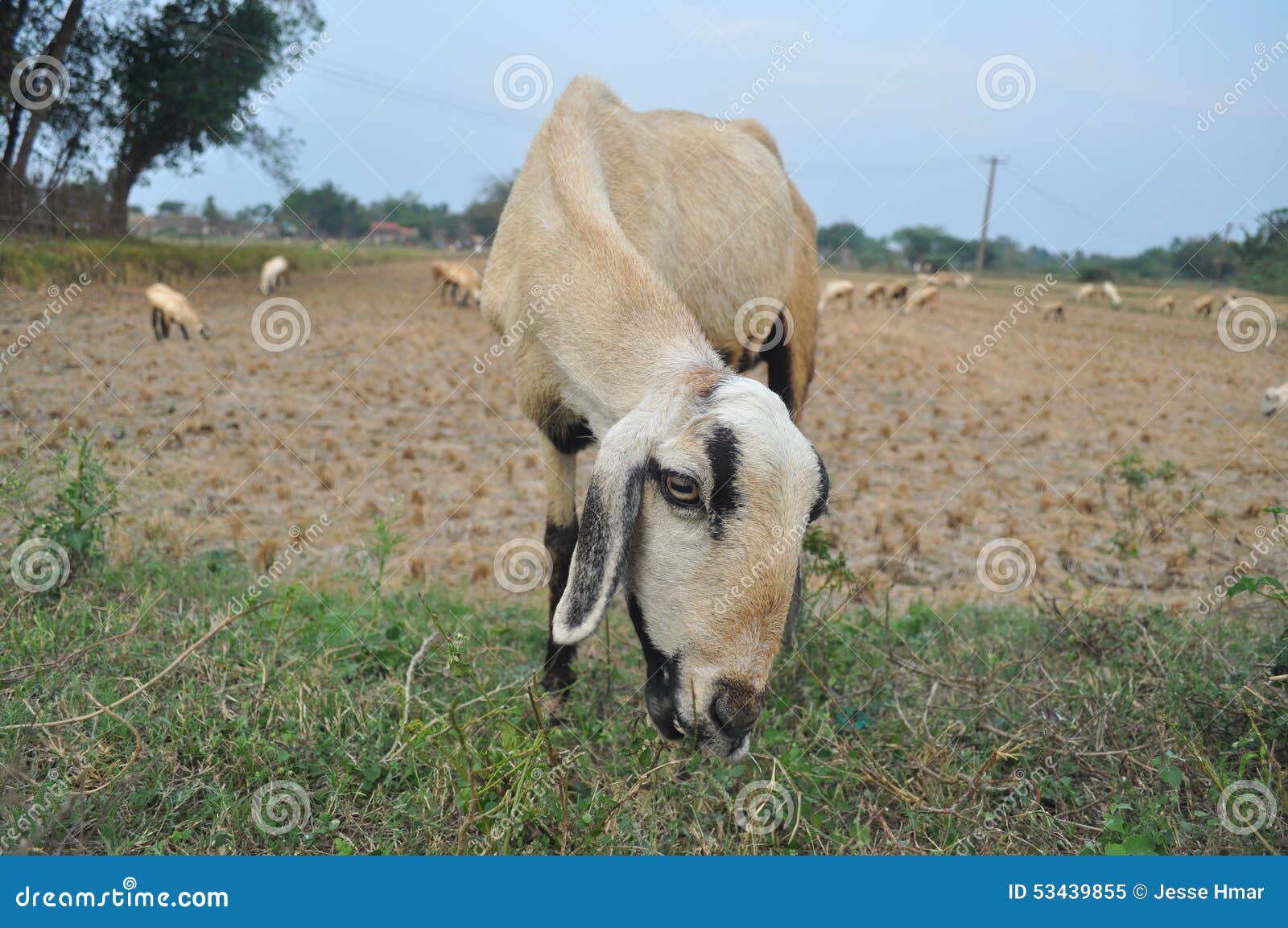 Pale Colour Goat Photos - Free & Royalty-Free Stock Photos from Dreamstime