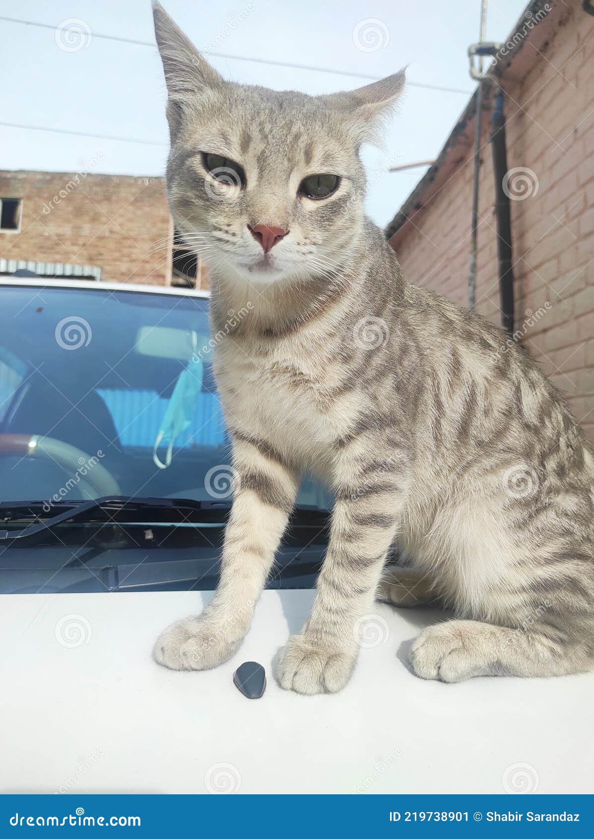 Local cat in kashmir stock image. Image of nose, snout - 219738901