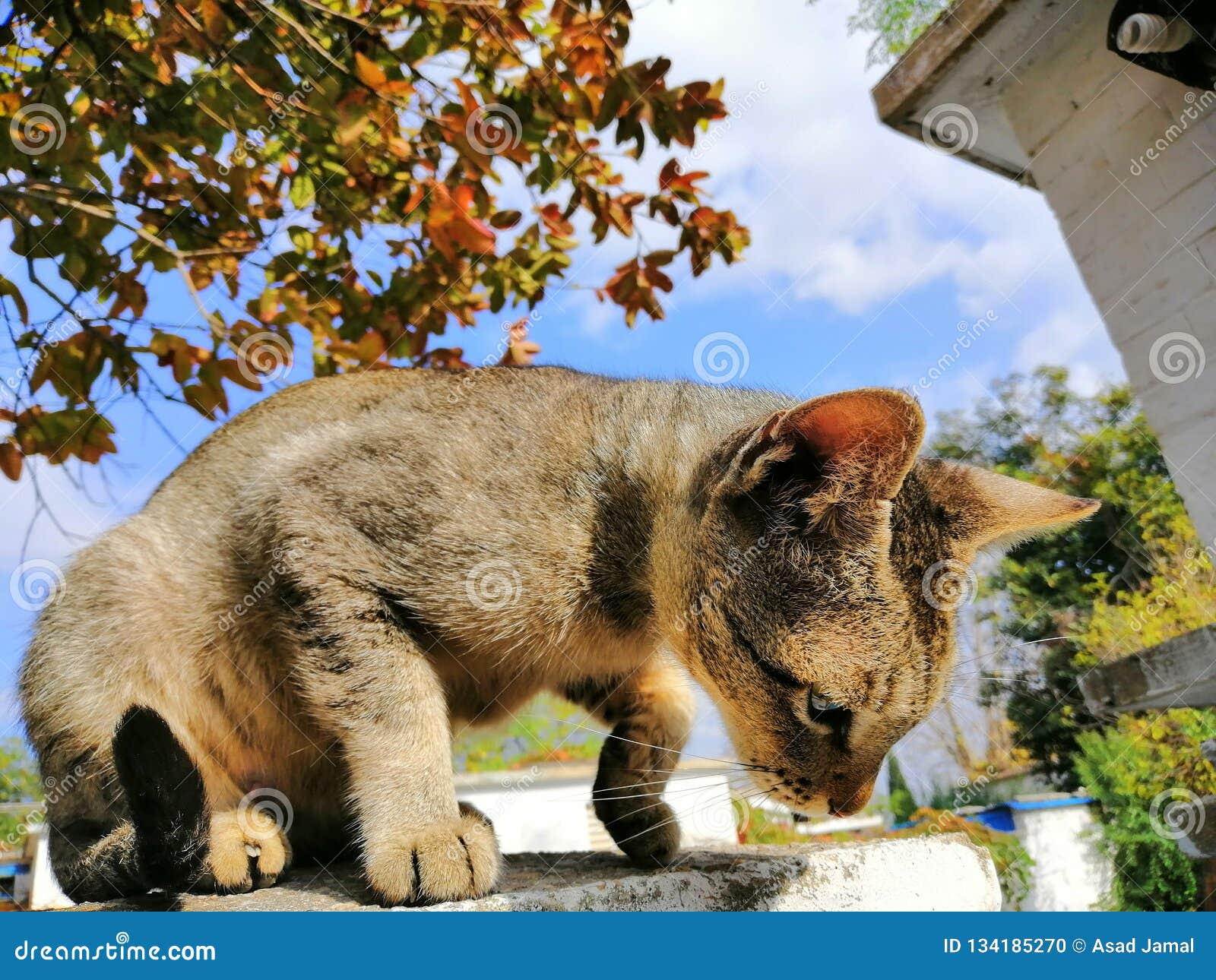 Local cat stock photo. Image of local, generations, pakistani - 134185270