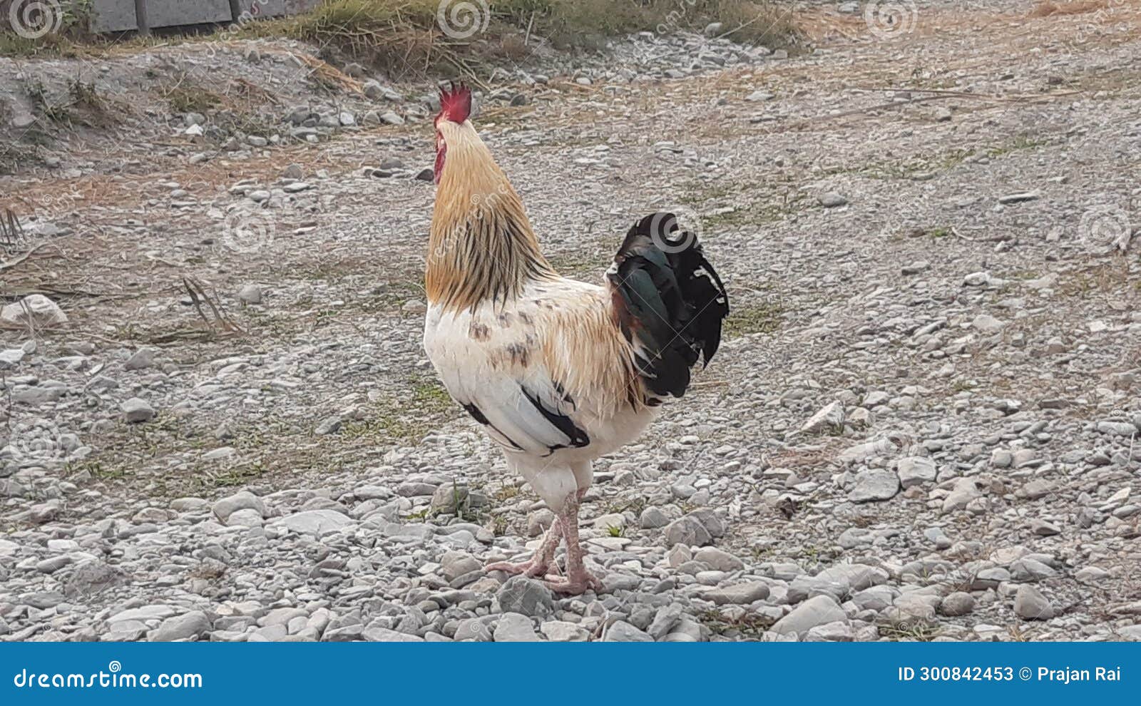 Local Chicken White and Brown Color Chicken Stock Image - Image of ...