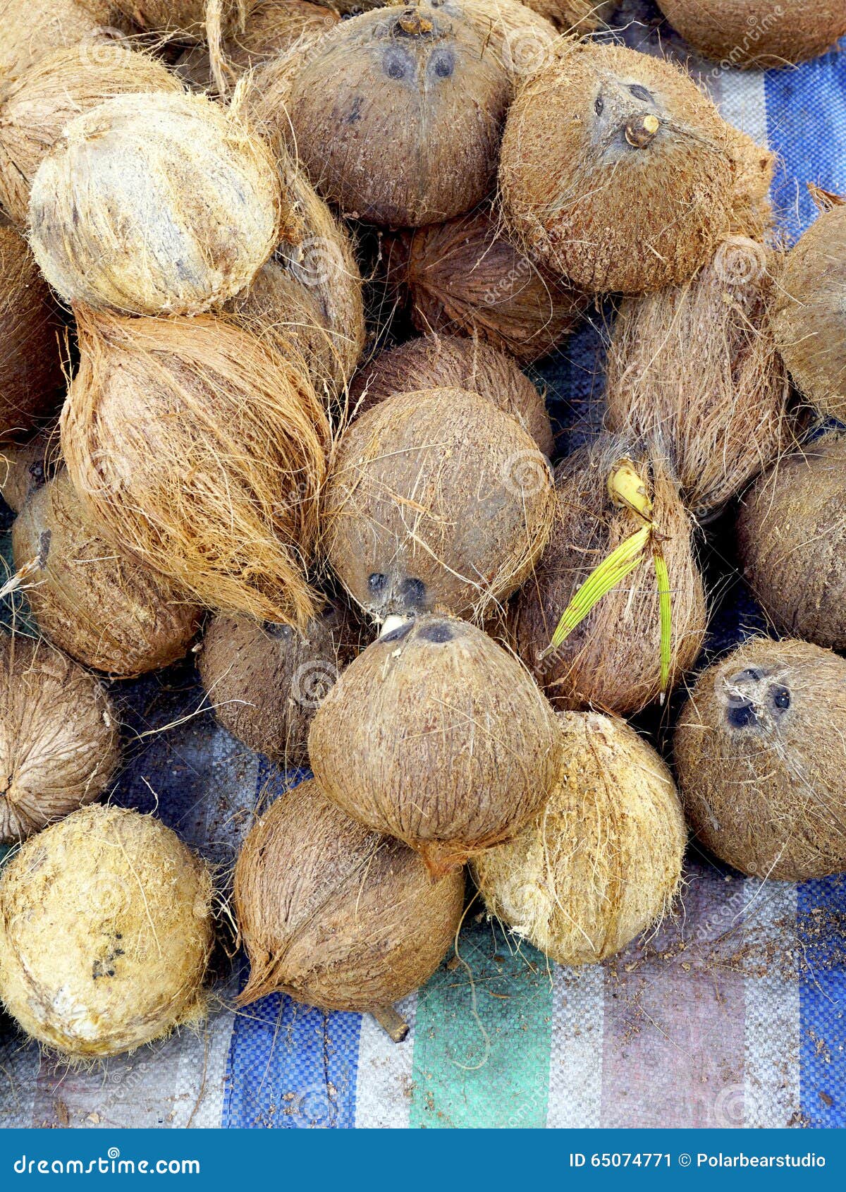 Local Coconuts Display on Canvas Stock Image - Image of agriculture ...