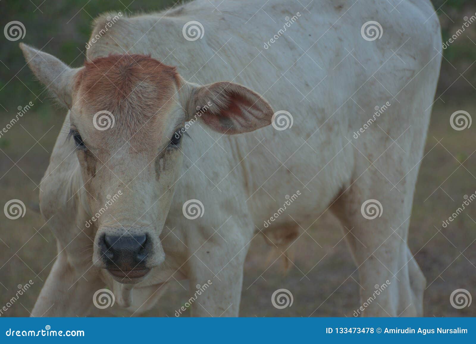 Beautiful local cows stock photo. Image of looking, domestic - 133473478