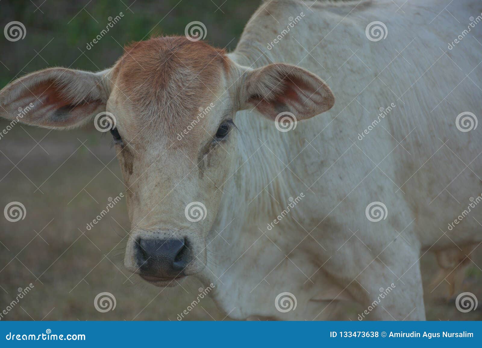 Beautiful local cows stock photo. Image of droplet, grazing - 133473638