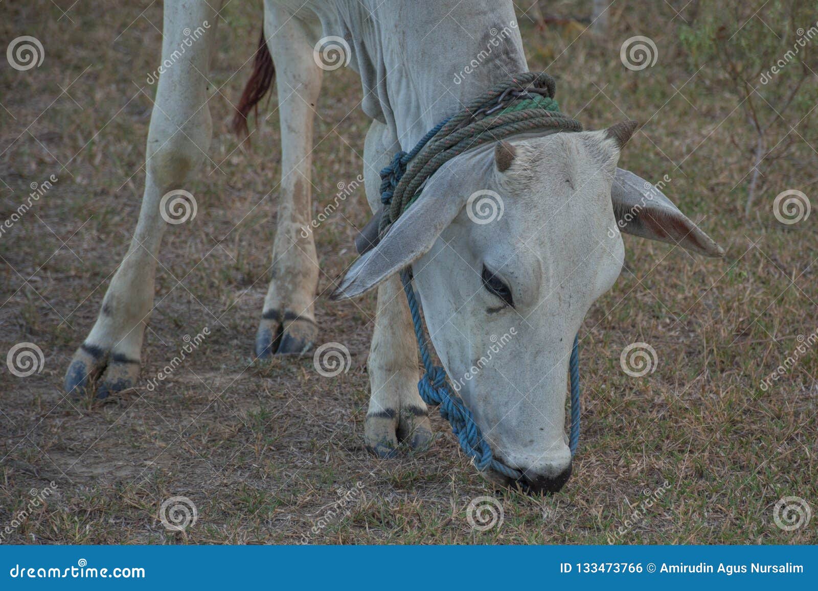 Beautiful local cows stock photo. Image of grazing, female - 133473766