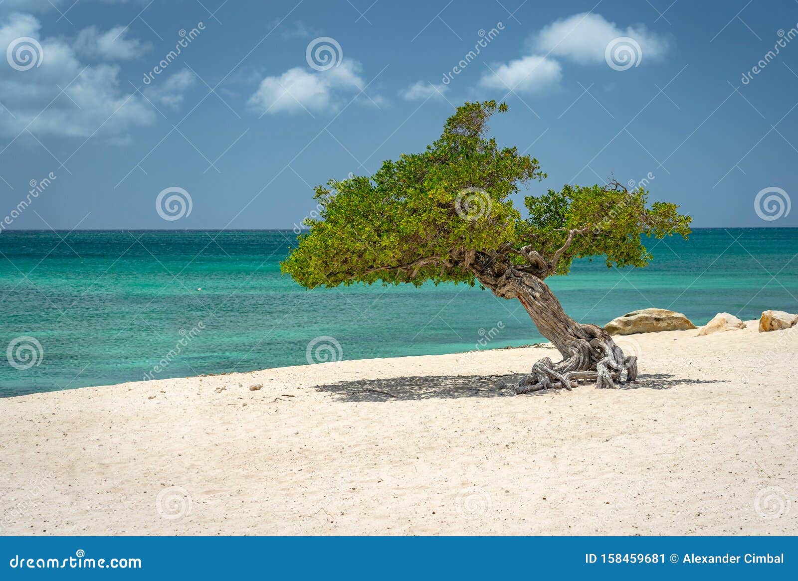 Local Divi Tree at Eagle Beach, Aruba Stock Image - Image of sand ...