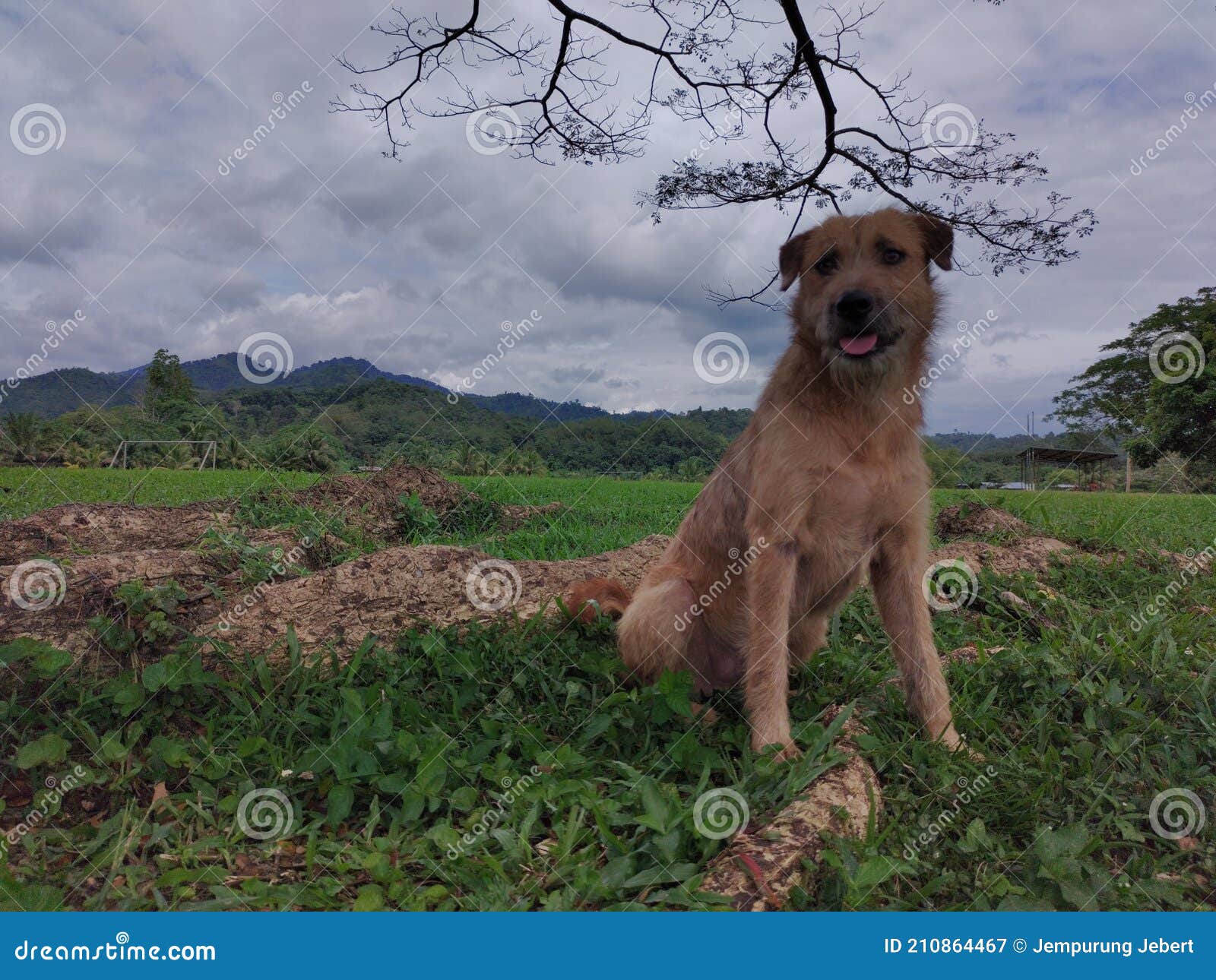 A local dog stock image. Image of terrier, plant, animal - 210864467