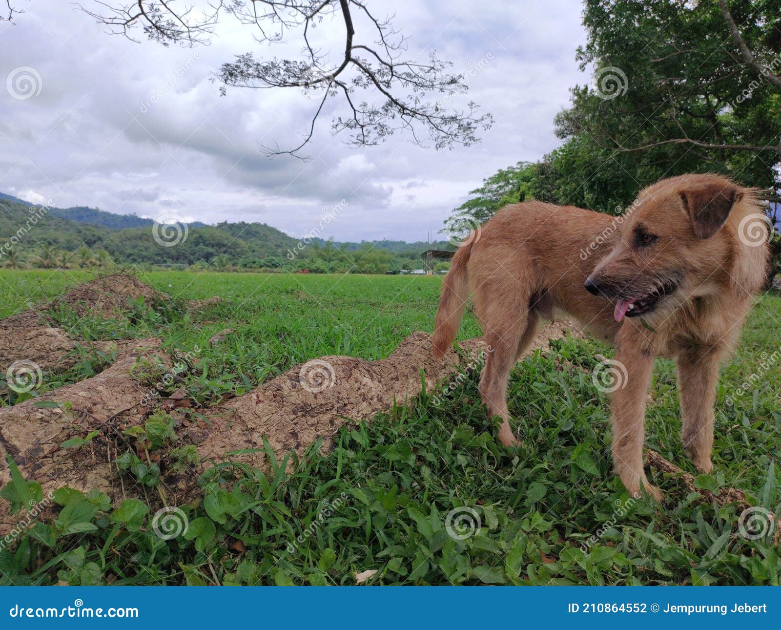 A local dog stock photo. Image of nature, tree, mammal - 210864552