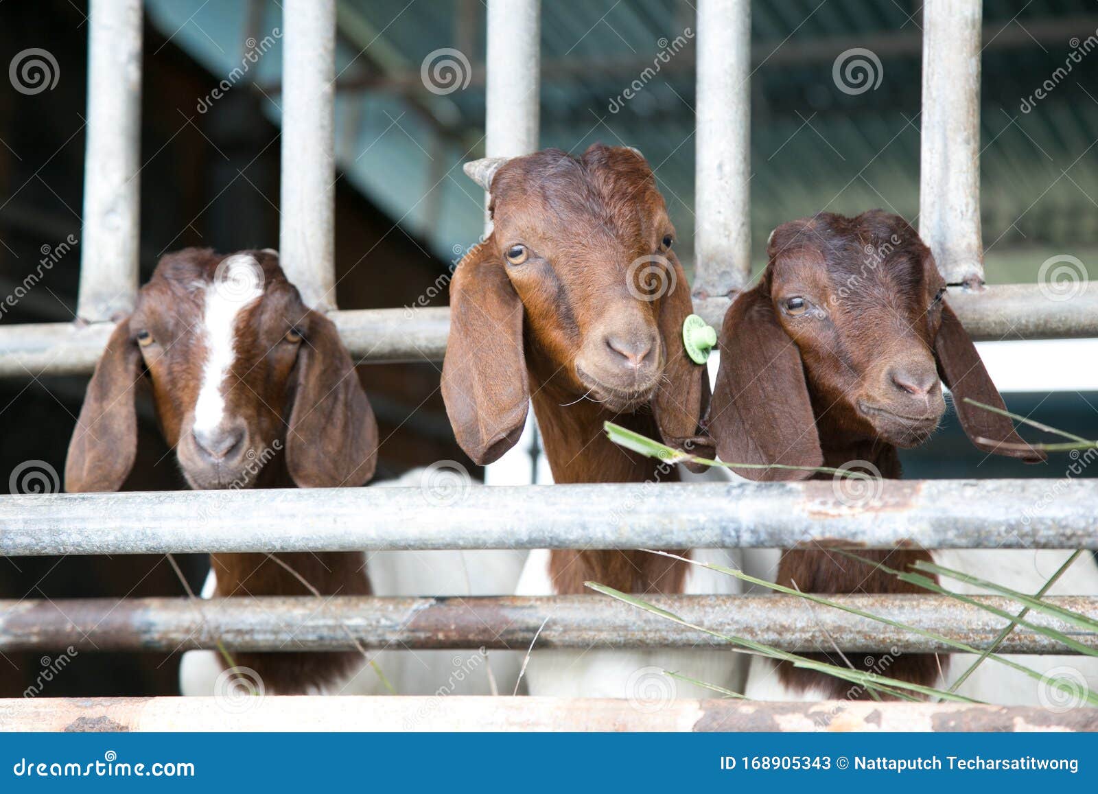 Local Family Goats on the Farm Stock Image - Image of field, funny ...