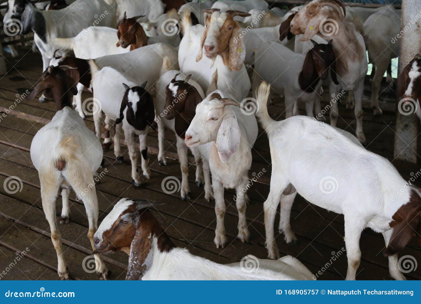 Local Family Goats on the Farm Stock Image - Image of cattle, animal ...