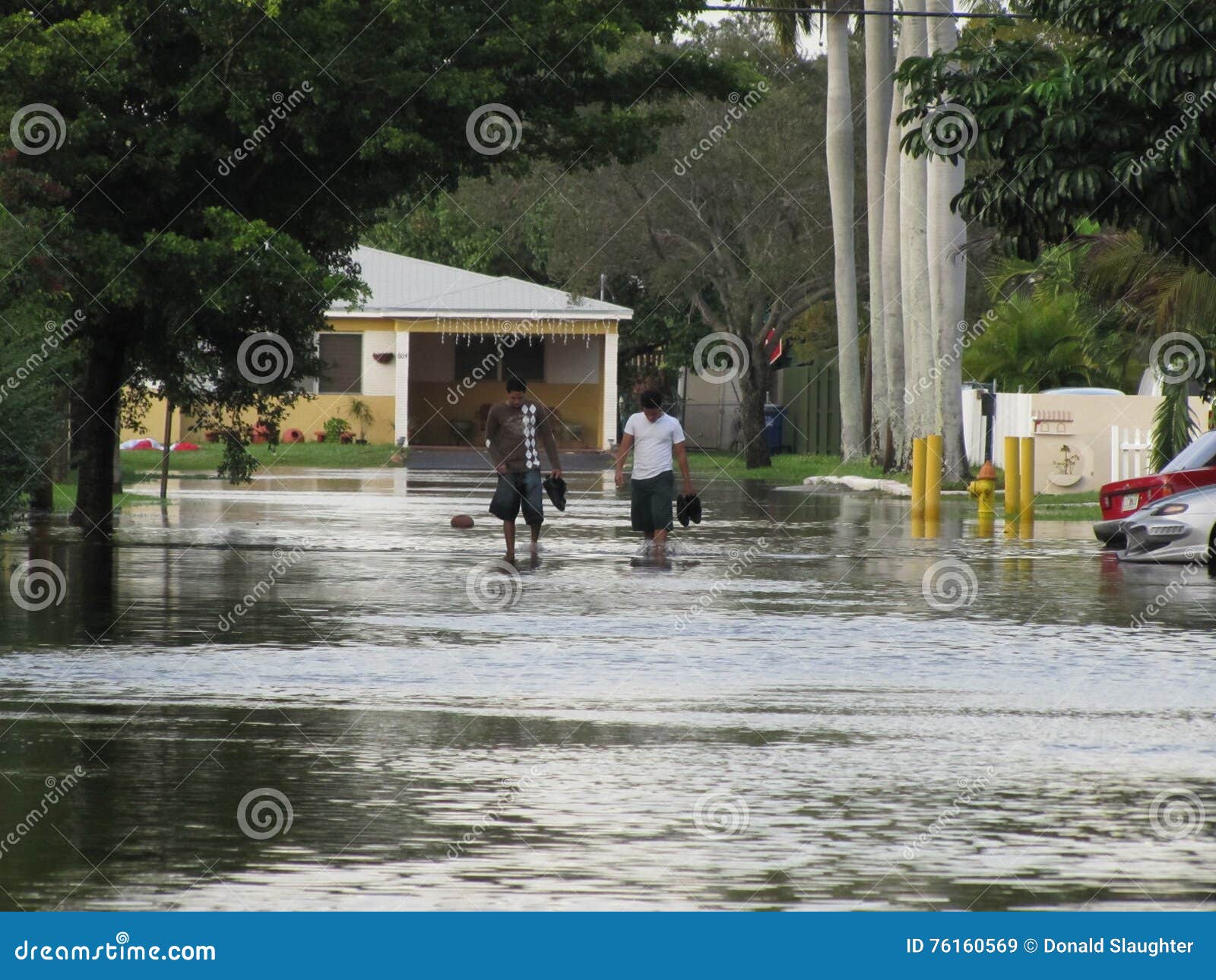 Local Flood - Waders in Street Editorial Stock Image - Image of trees ...