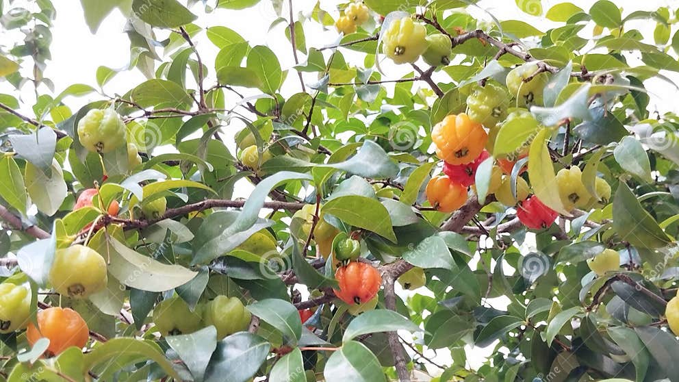 Local Fruit Daruan stock photo. Image of spring, local - 297786520