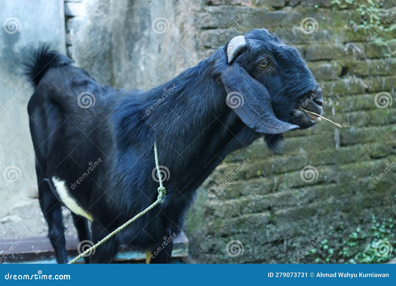 Local goat stock image. Image of black, summer, people - 279073731