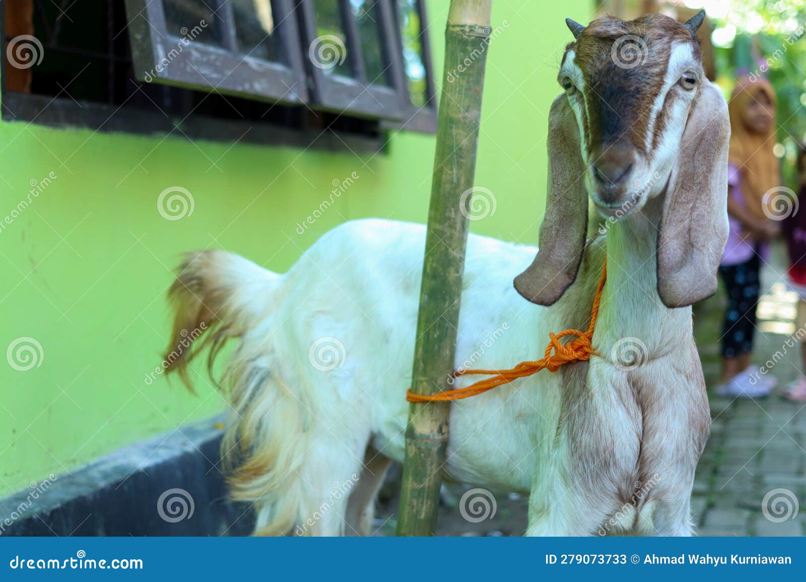 Local goat stock image. Image of pasture, brown, domestic - 279073733